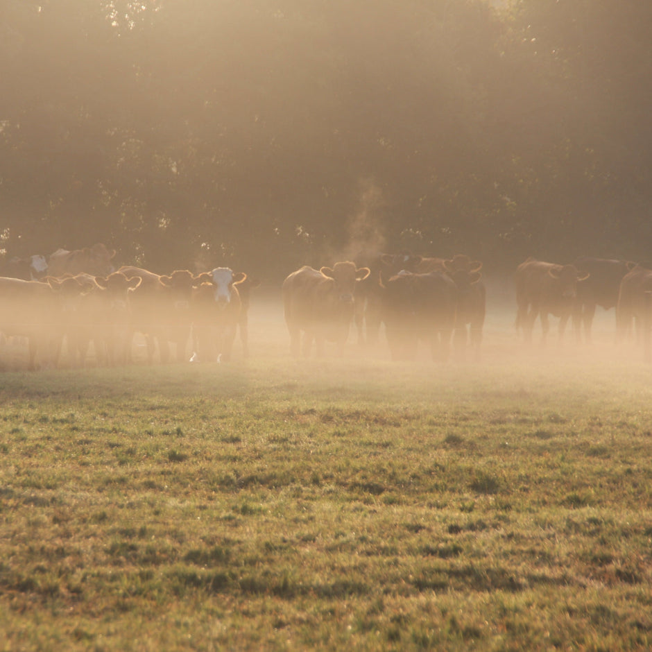 Grass-Fed Beef | Free-Range Pork | Pasture Reared Eggs | Regenerative ...
